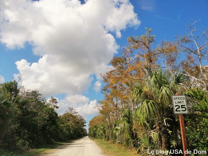 Voir des alligators - Loop Road - Big Cypress FLORIDE
