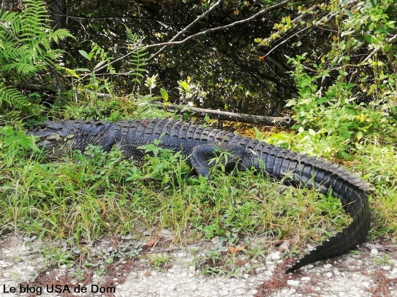 Voir des alligators - Loop Road - Big Cypress FLORIDE