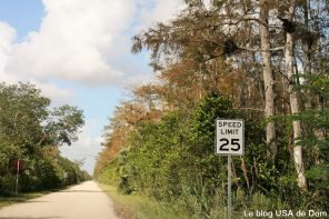 Voir des alligators - Loop Road - Big Cypress FLORIDE