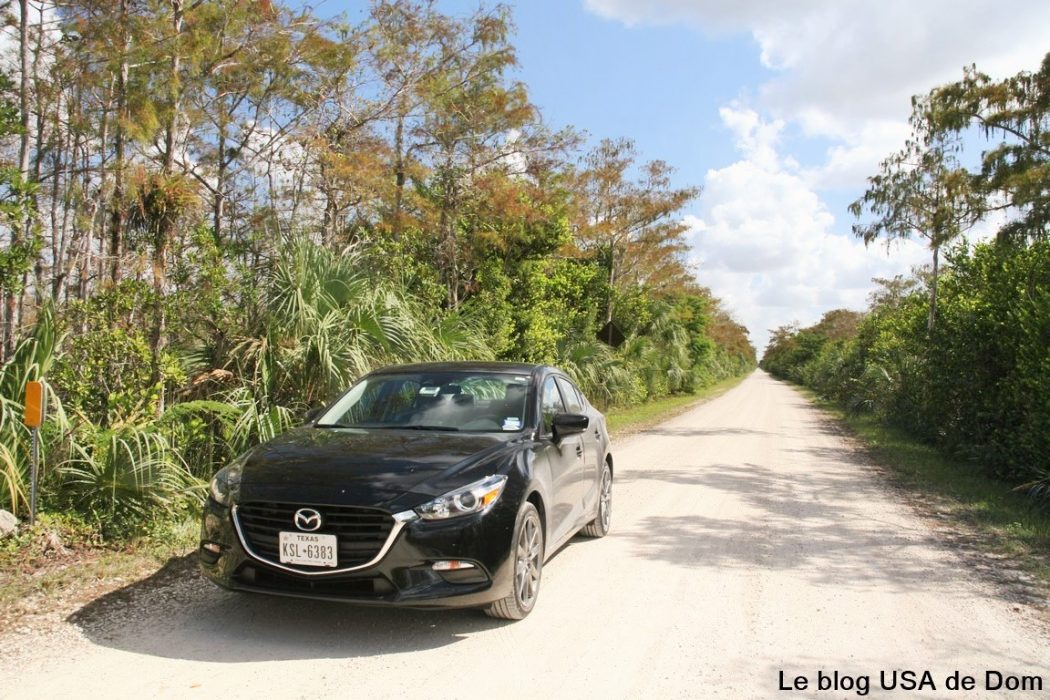 Voir des alligators - Loop Road - Big Cypress FLORIDE