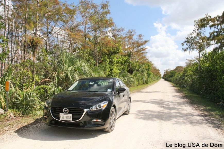 Voir des alligators - Loop Road - Big Cypress FLORIDE
