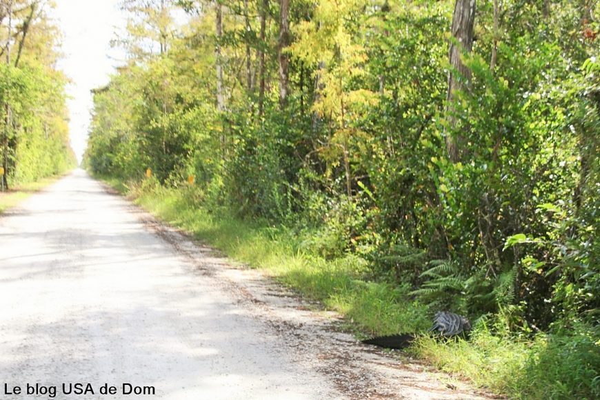 Voir des alligators - Loop Road - Big Cypress FLORIDE