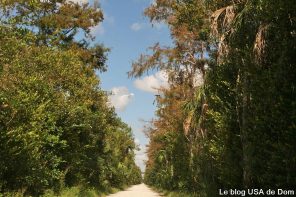 Voir des alligators - Loop Road - Big Cypress FLORIDE