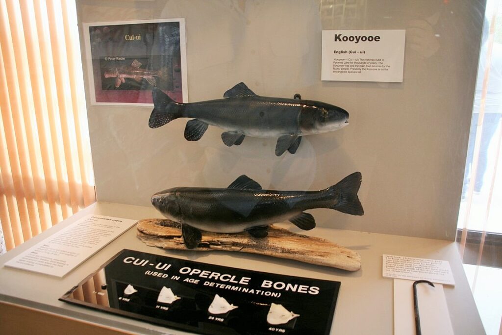 Pyramid Lake Paiute Tribe Museum - Pyramid Lake - NEVADA
