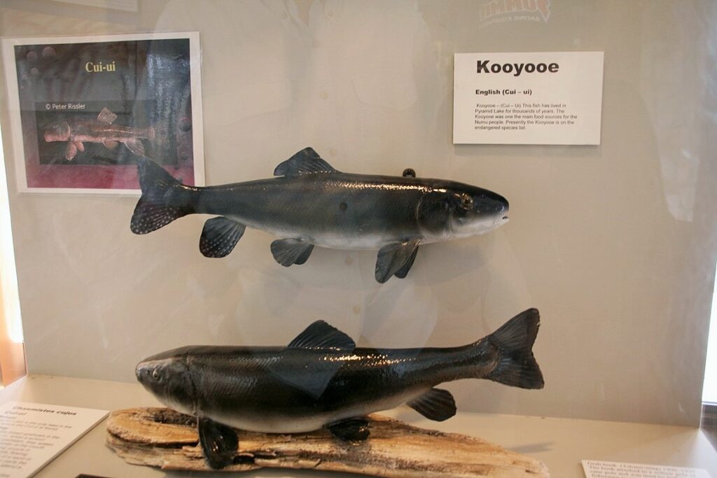 Pyramid Lake Paiute Tribe Museum - Pyramid Lake - NEVADA